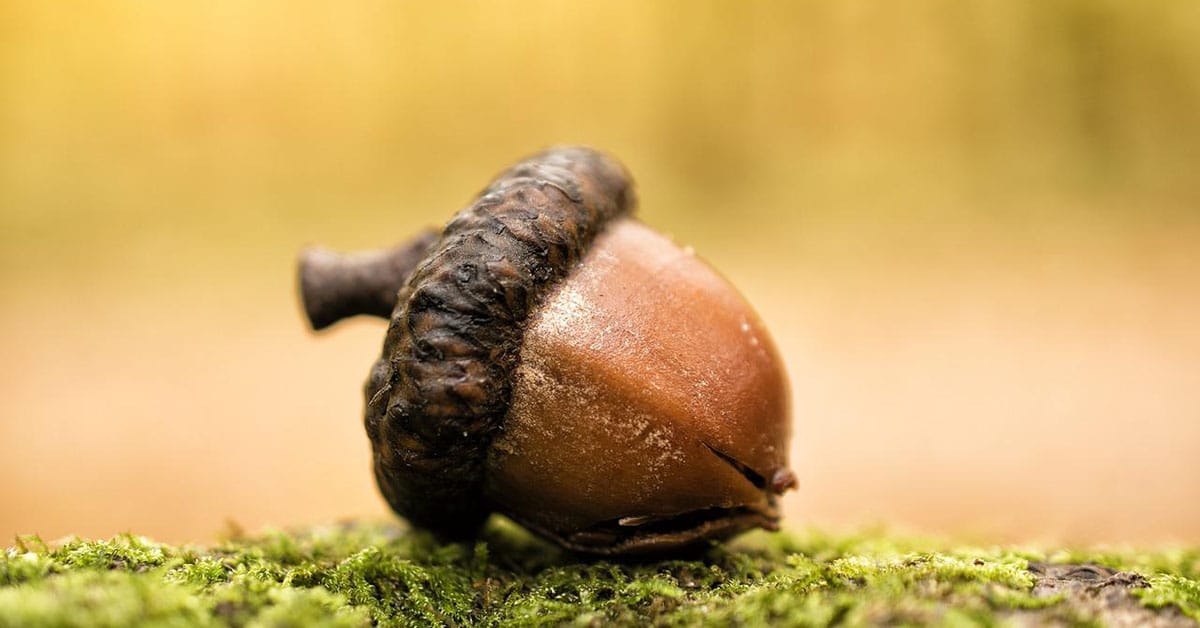 Go Small to Deliver Big Results: A Look at Microcredentials